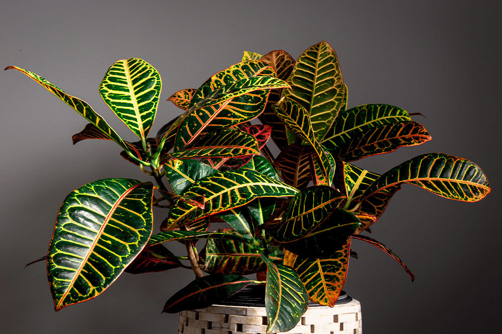 The Best Indoor Plants for Your Harvest Dining Table – Plant Decor Shop