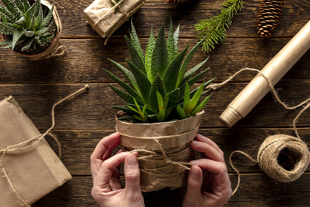 How to Gift Wrap a Plant – Plant Decor Shop