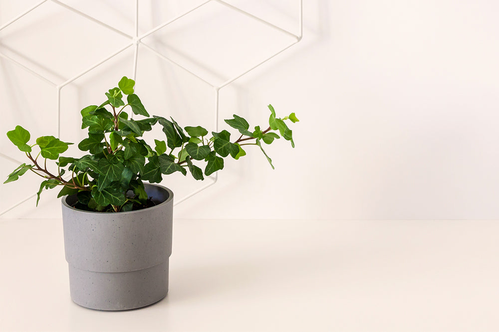 3 Living Art Project Ideas – Plant Decor Shop