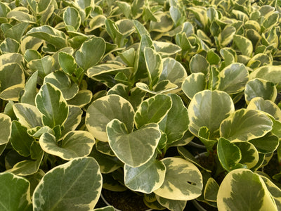 6" Sansevieria Superba Fabi – Plant Decor Shop