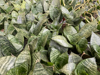 6" Sansevieria Superba Fabi – Plant Decor Shop