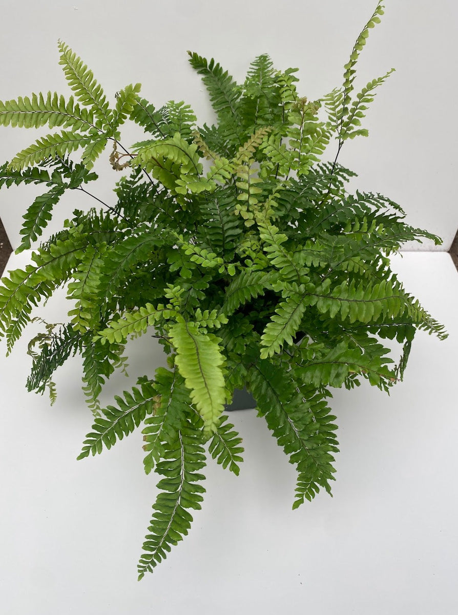 6" Fern, Bronze Venus – Plant Decor Shop