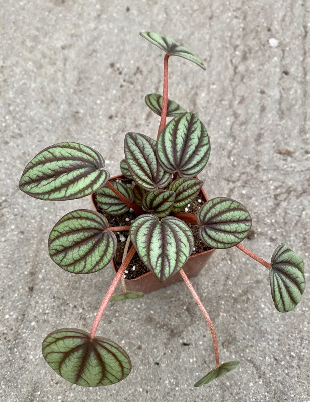 2" Peperomia Piccolo Banda – Plant Decor Shop