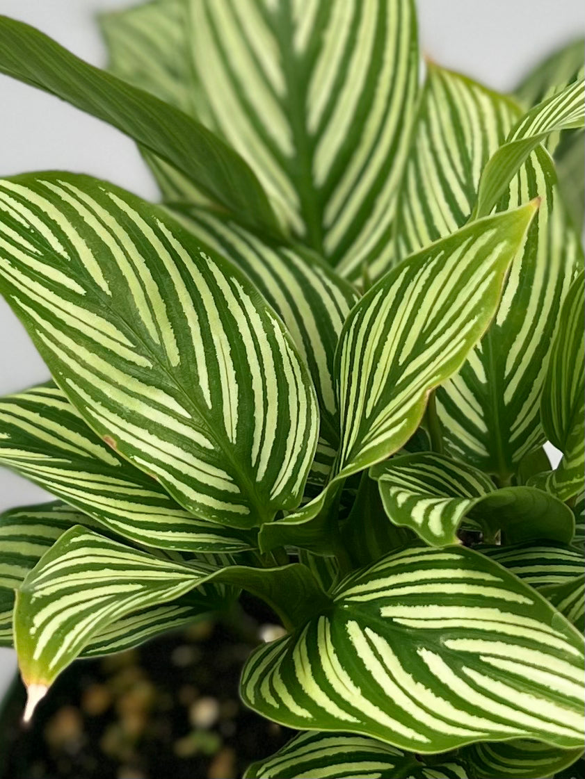 6" Calathea Vittata – Plant Decor Shop