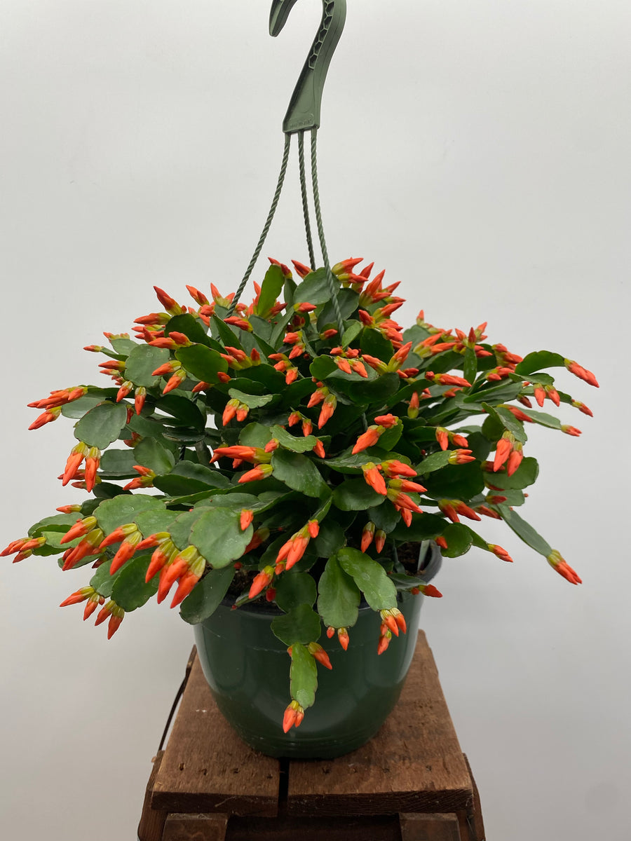 8" Spring Cactus, Orange – Plant Decor Shop