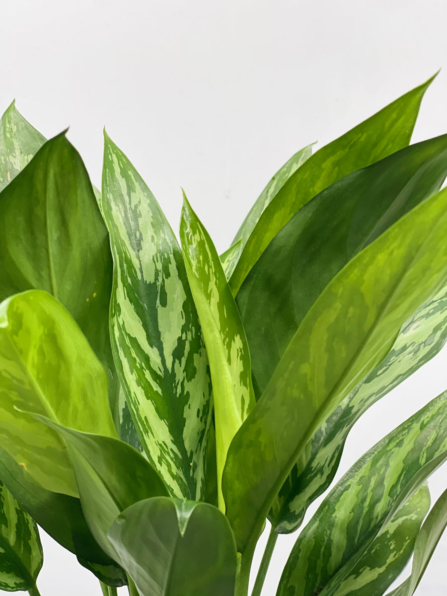 6" Chinese Evergreen Tigress – Plant Decor Shop