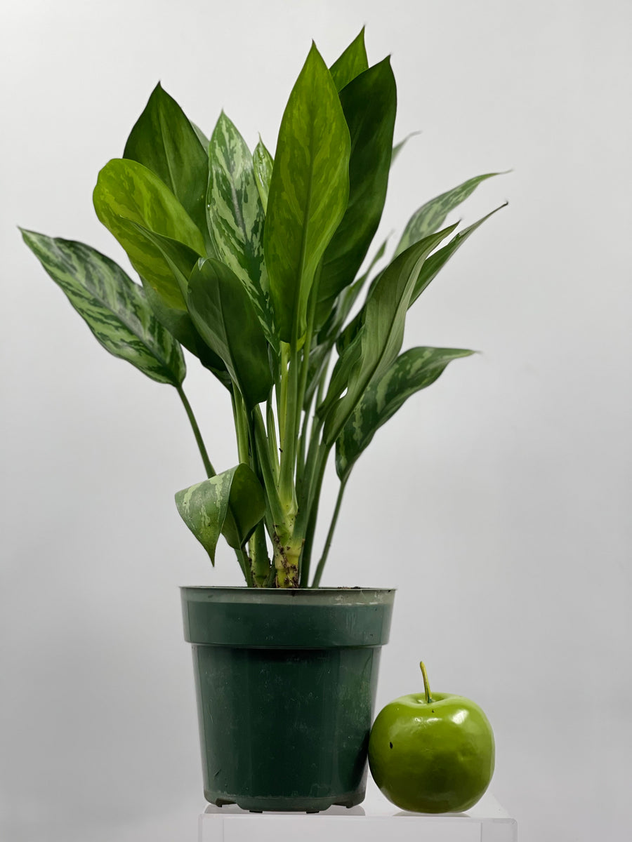 6" Chinese Evergreen Tigress – Plant Decor Shop