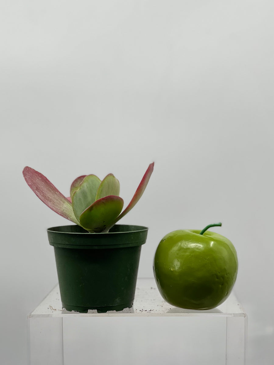 4" Kalanchoe Thyrsiflora 'Flap – Plant Decor Shop