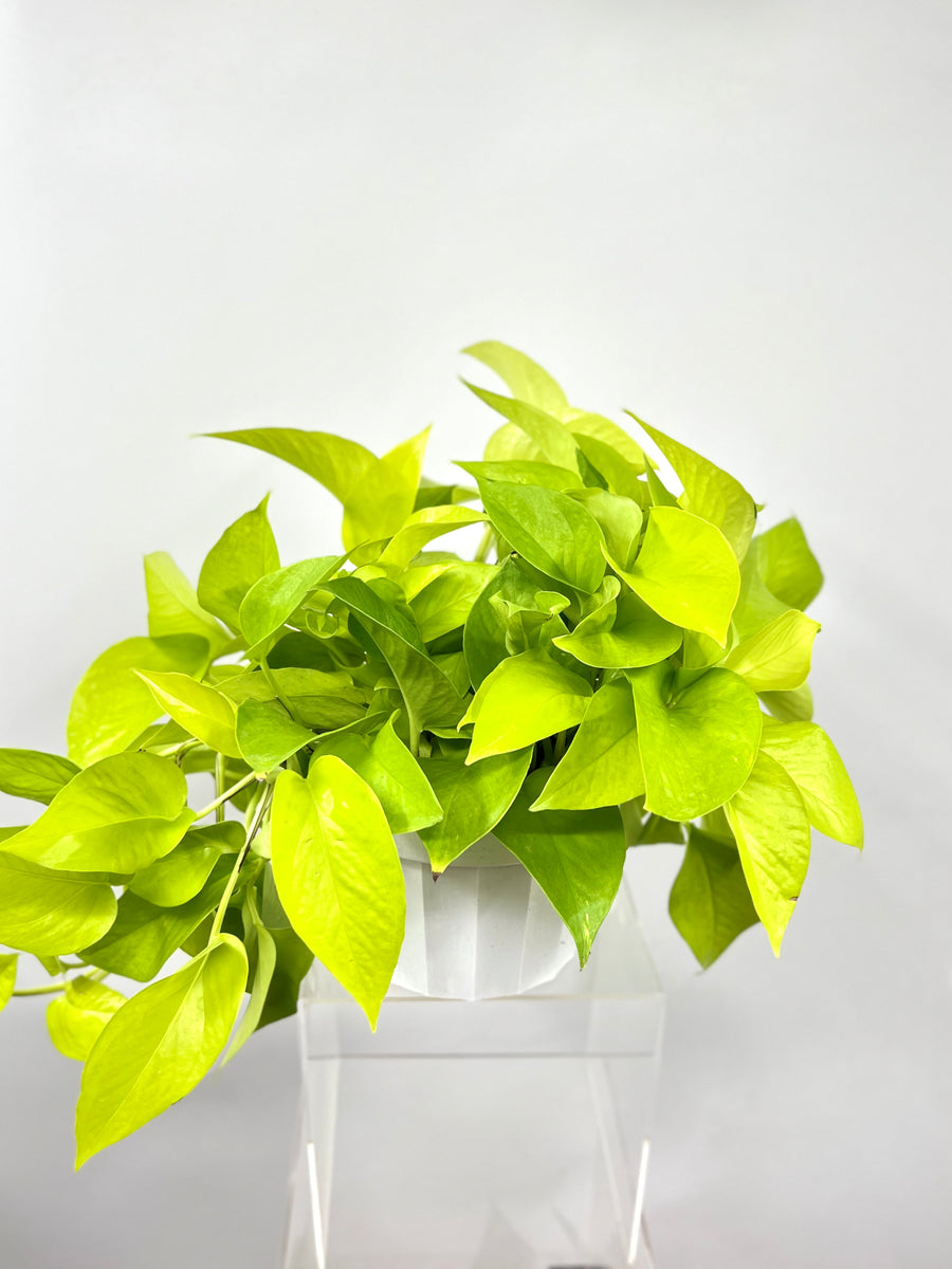 6" Pothos, Neon – Plant Decor Shop