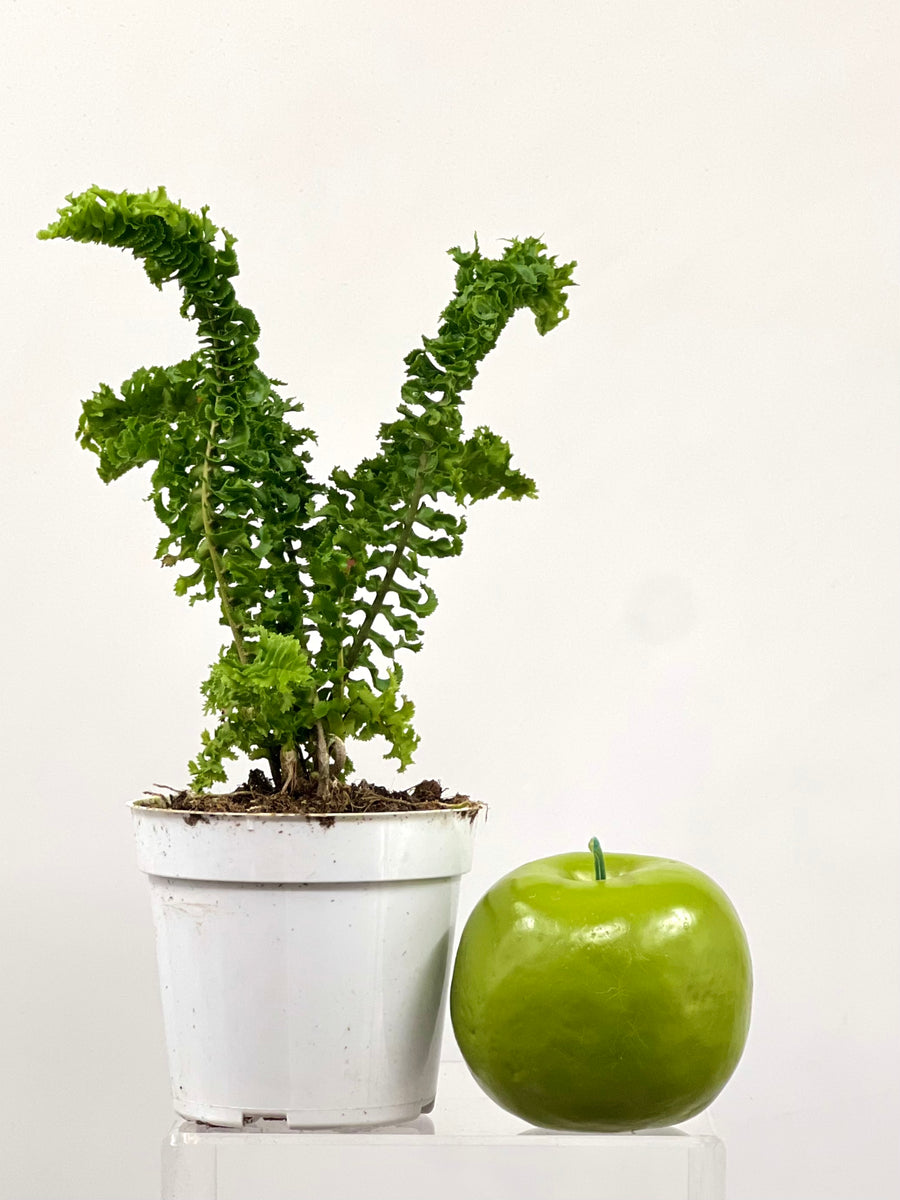 4" Fern, Emina – Plant Decor Shop