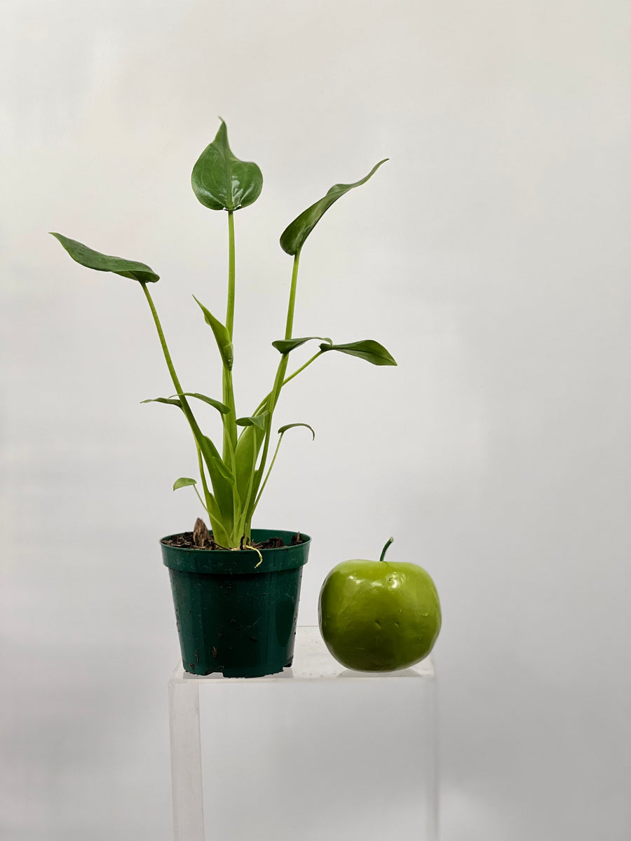 4" Alocasia Tiny Dancer – Plant Decor Shop