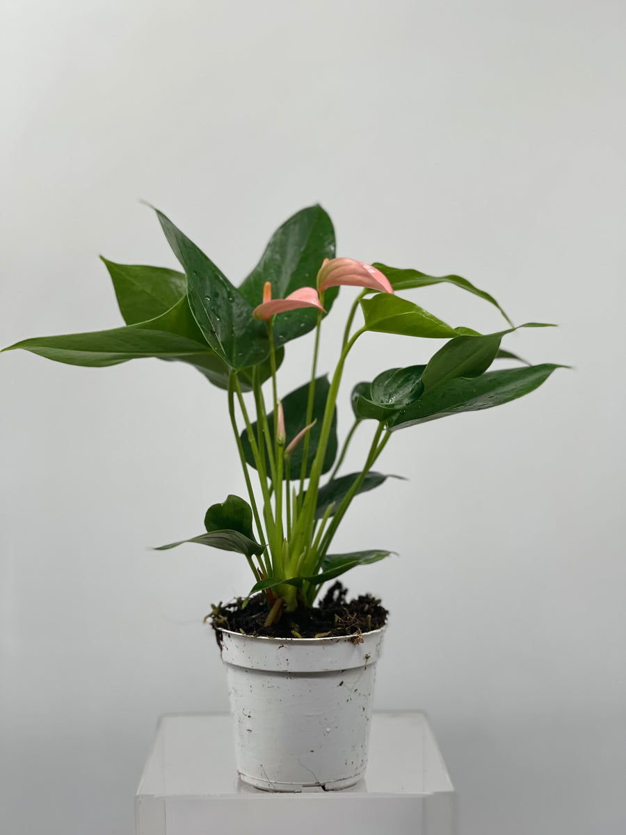 4" Anthurium, Joli Peach – Plant Decor Shop