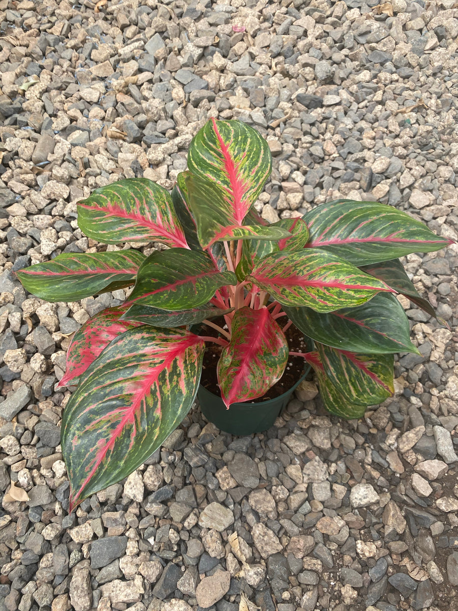 6" Chinese Evergreen Ruby – Plant Decor Shop