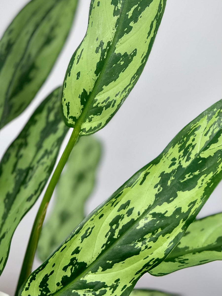 6" Chinese Evergreen Cutlass – Plant Decor Shop