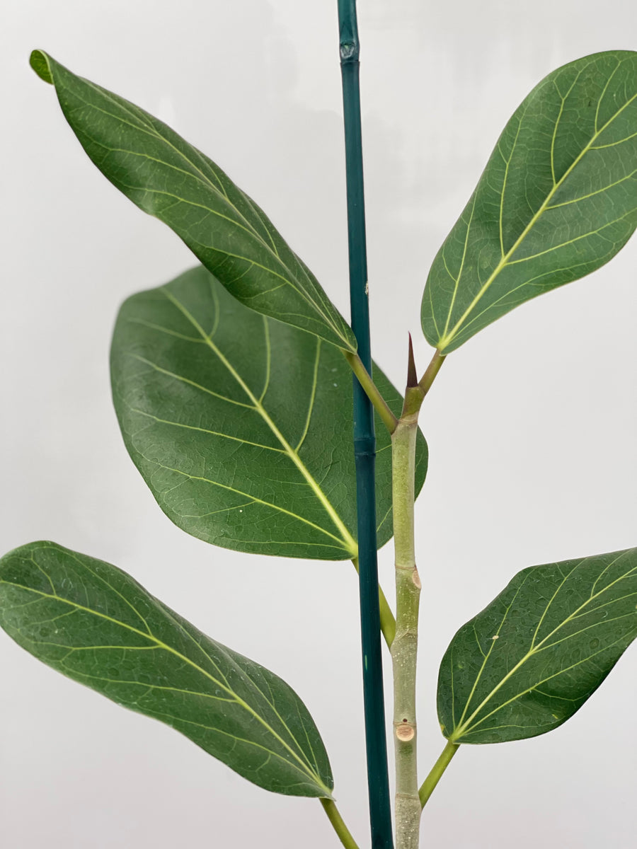 6" Ficus Audrey – Plant Decor Shop