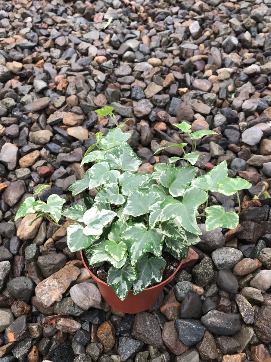 4" Ivy, Kolibre – Plant Decor Shop