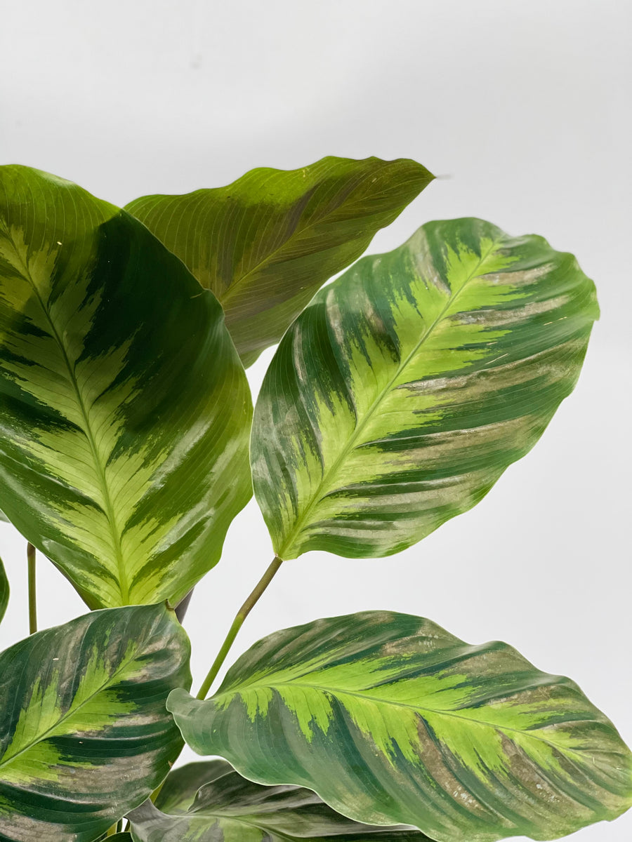 6" Calathea Misto – Plant Decor Shop