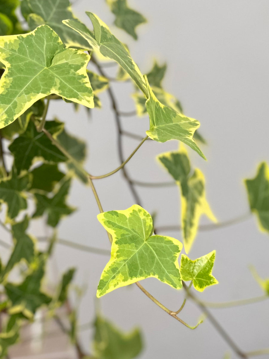 6" Ivy, Gold Child – Plant Decor Shop