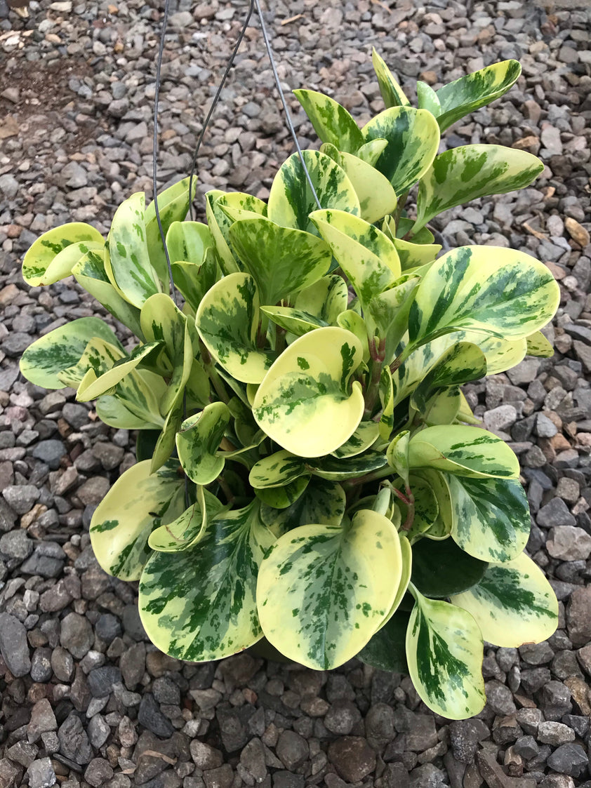 6" Peperomia Marble – Plant Decor Shop