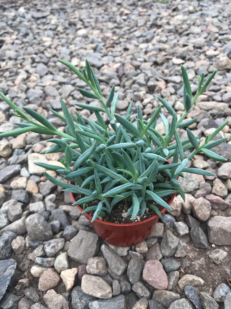 4" Senecio Radicans Glauca "Fish Hooks" – Plant Decor Shop