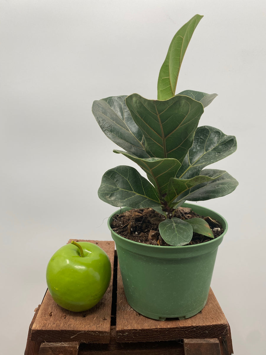 6" Ficus Lyrata Little Fiddle – Plant Decor Shop