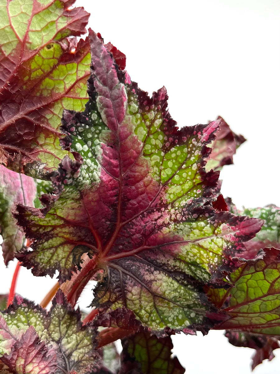 8" Begonia, Rex 'Watermelon' – Plant Decor Shop