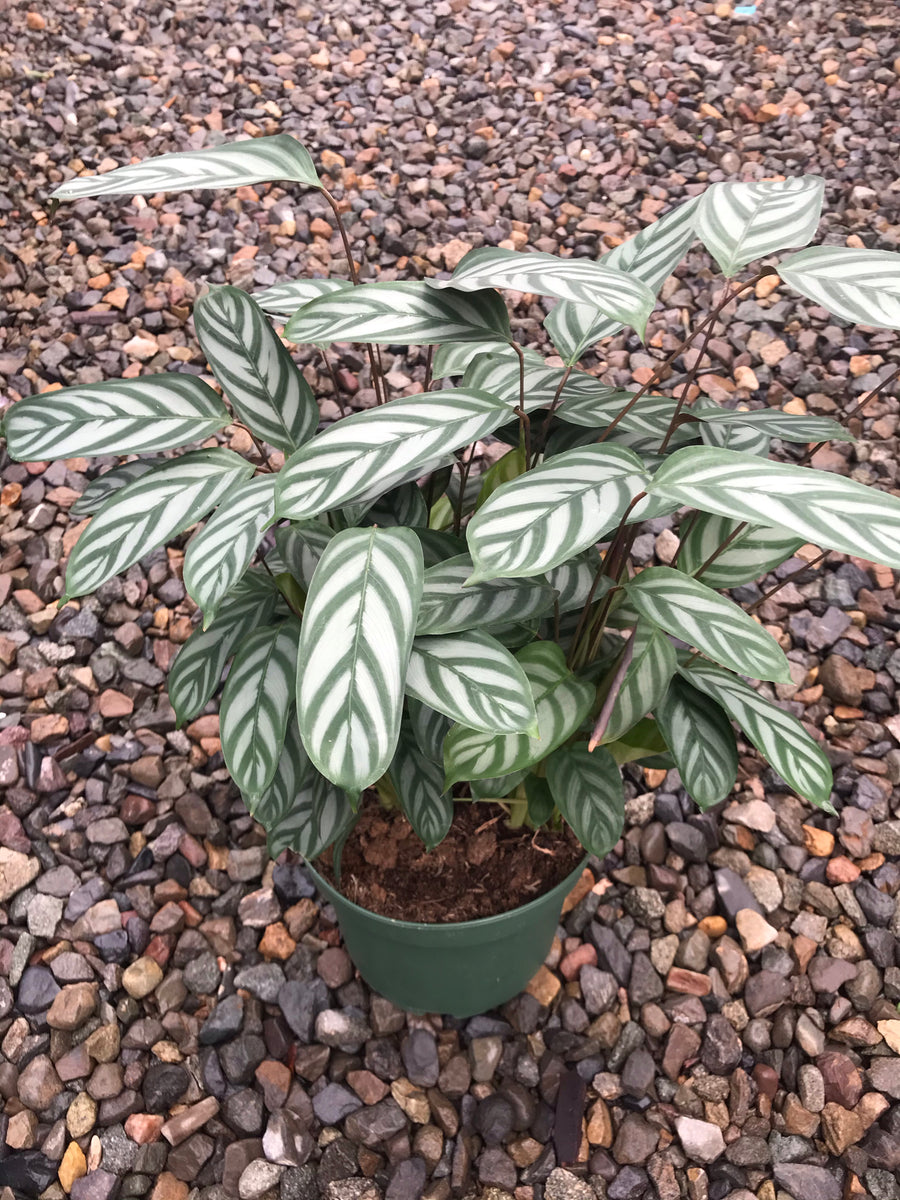 8" Calathea Setosa – Plant Decor Shop