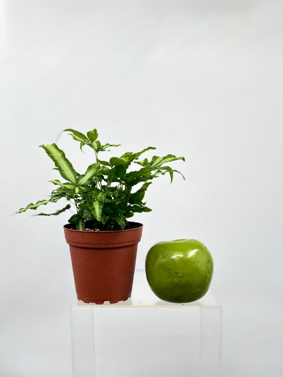 4" Fern, Pteris Albo – Plant Decor Shop