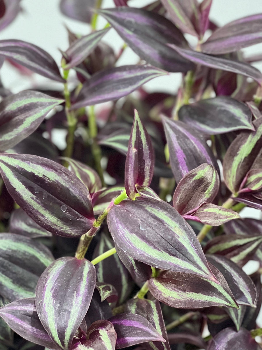 6" Tradescantia Red Gem – Plant Decor Shop