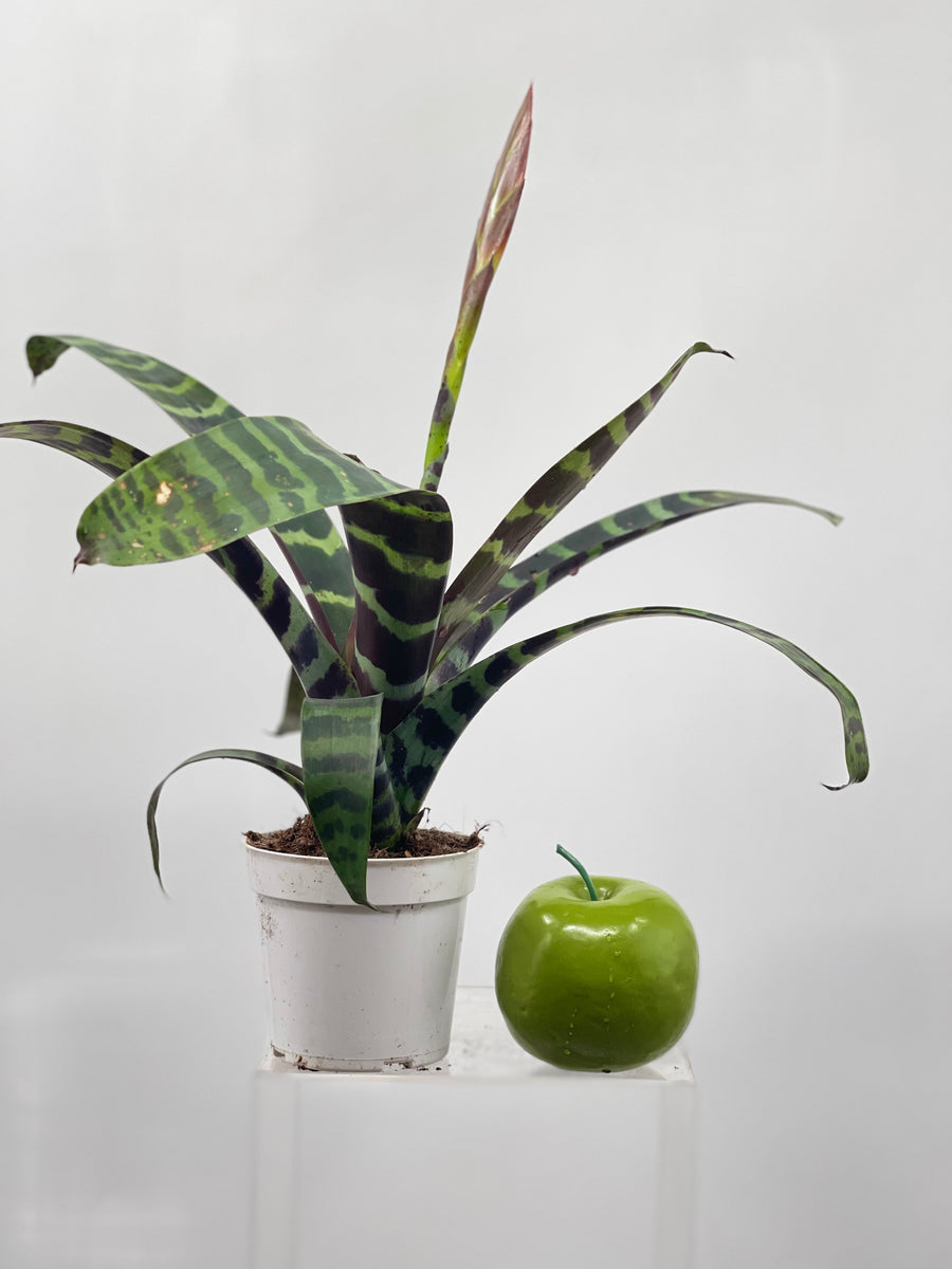 4" Vriesea Splenriet – Plant Decor Shop