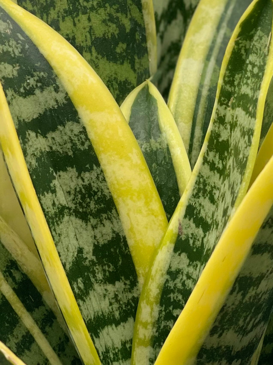 6" Sansevieria Superba Fabi – Plant Decor Shop